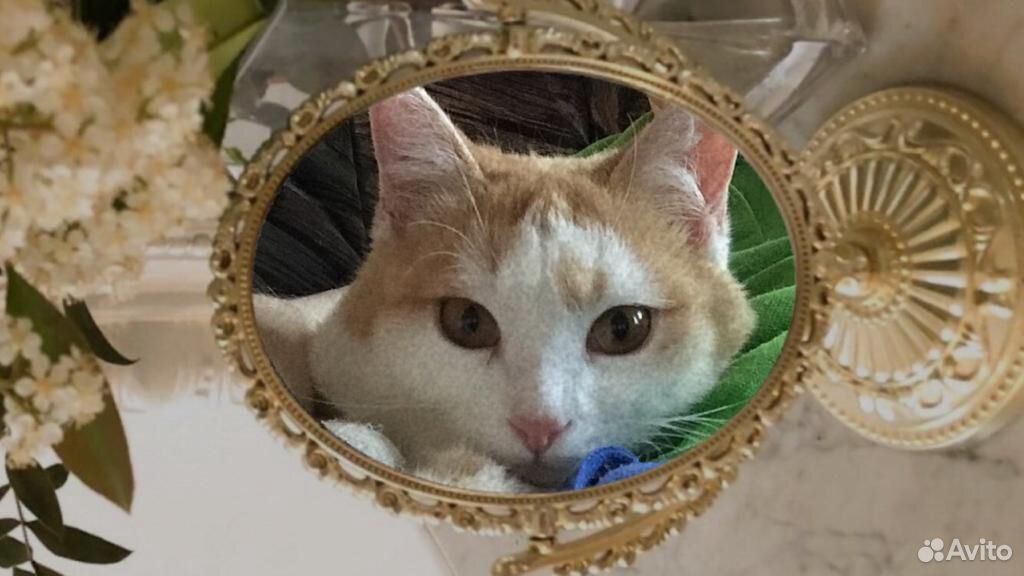 Котик в добрые руки