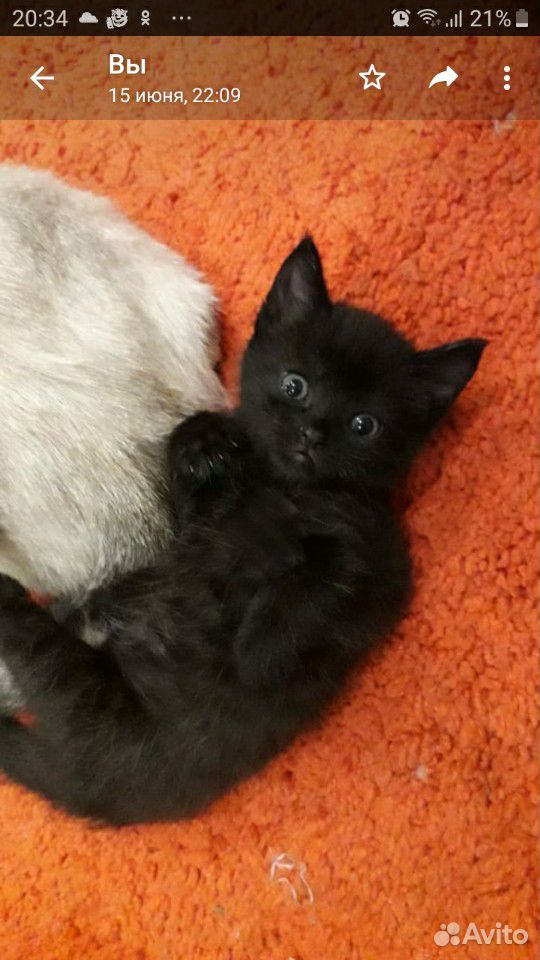 Котята