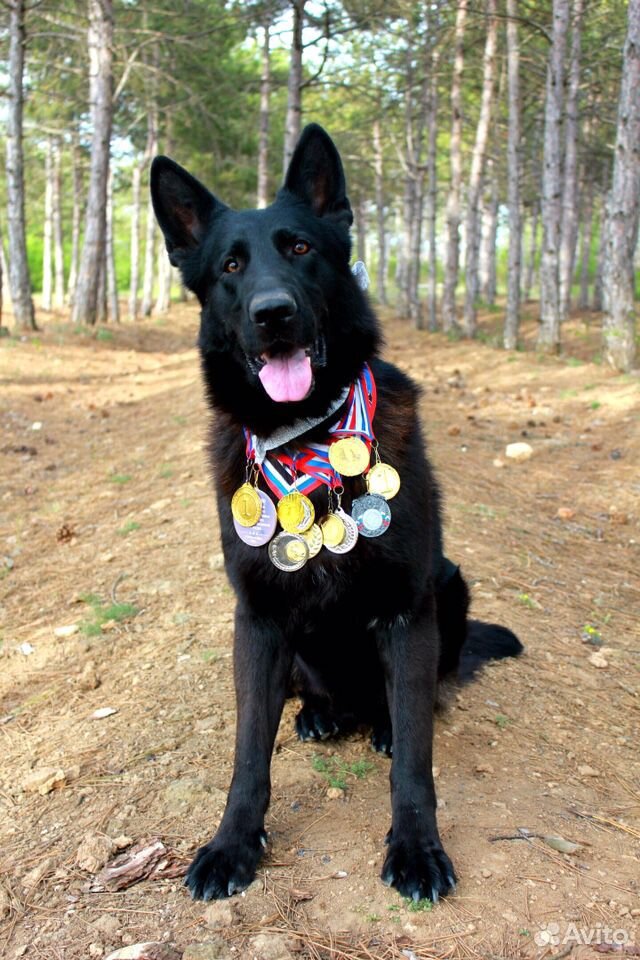 Немецкая овчарка