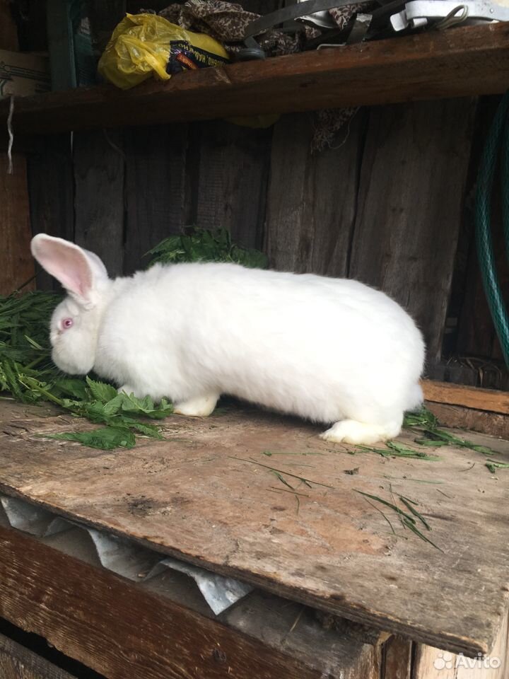 Продам кроликов (самцы)