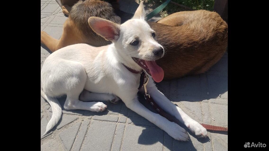 Метис Пинчера Щенок