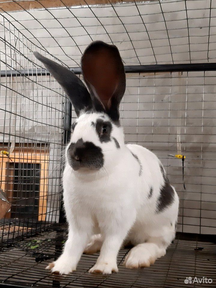 Кролики Немецкий Строкач (Бабочка)