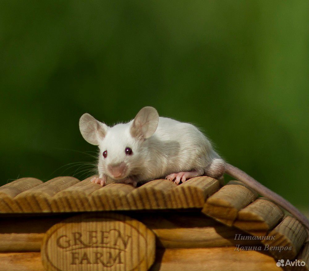 Гималайский сатин, мышь декоративная, мальчик