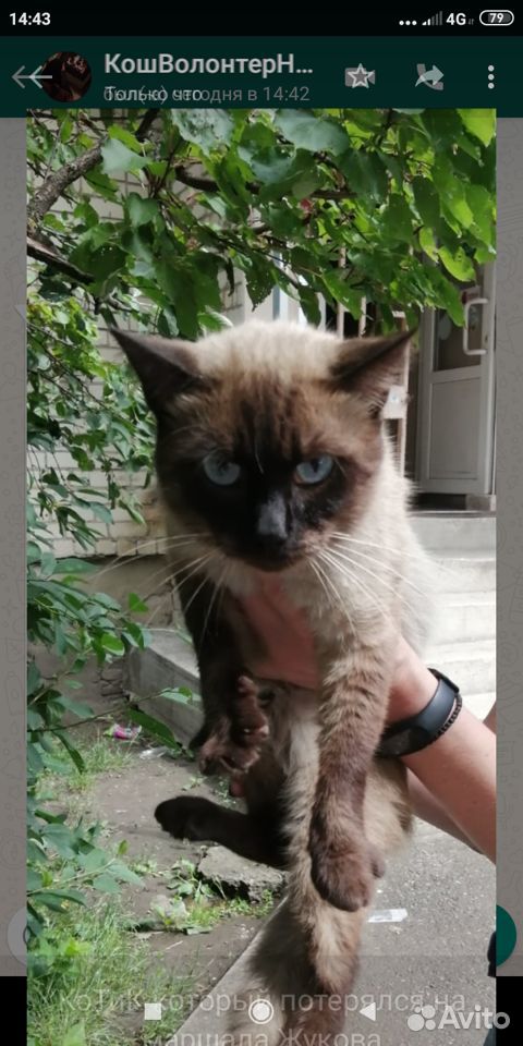 Ищу с 20июня своего котика,Центр