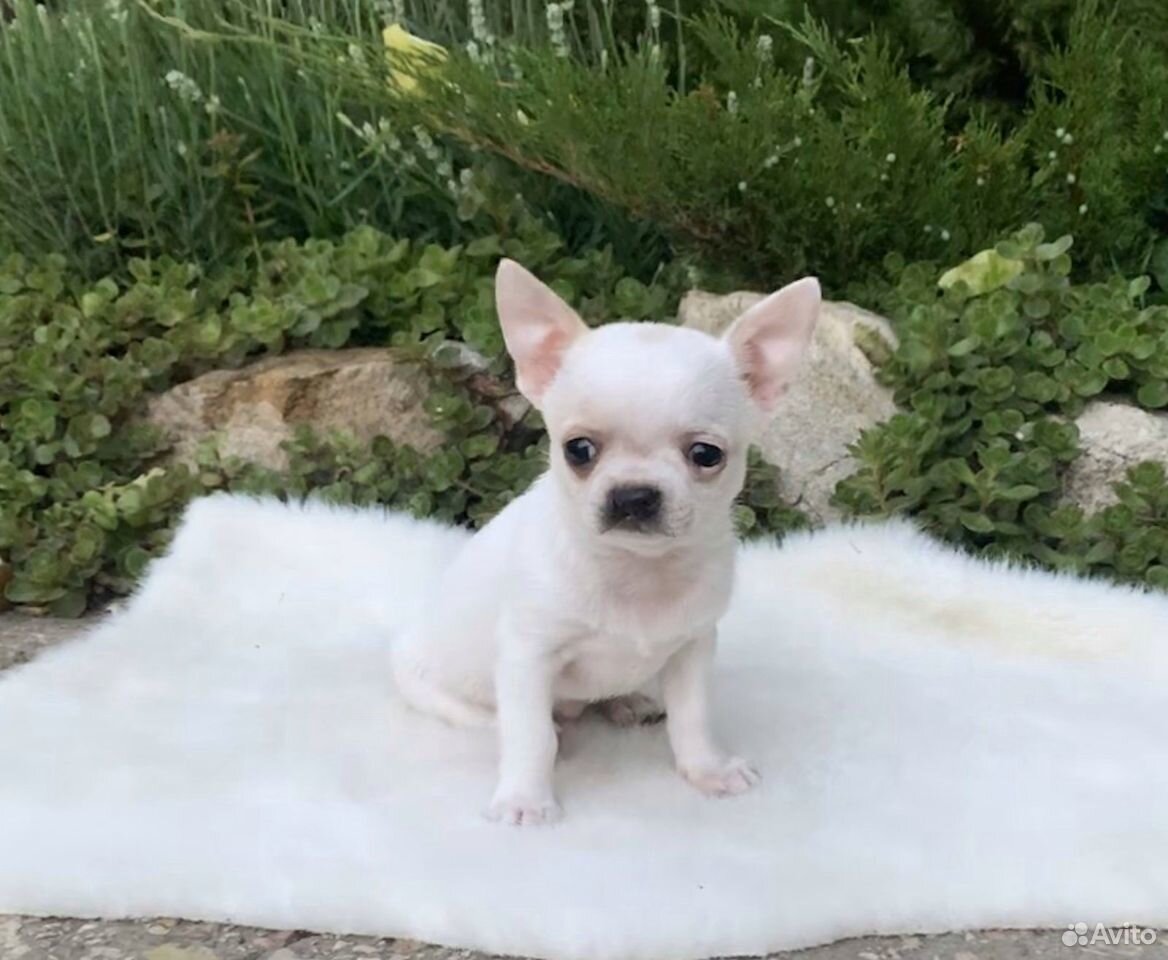 Щенок чихуахуа