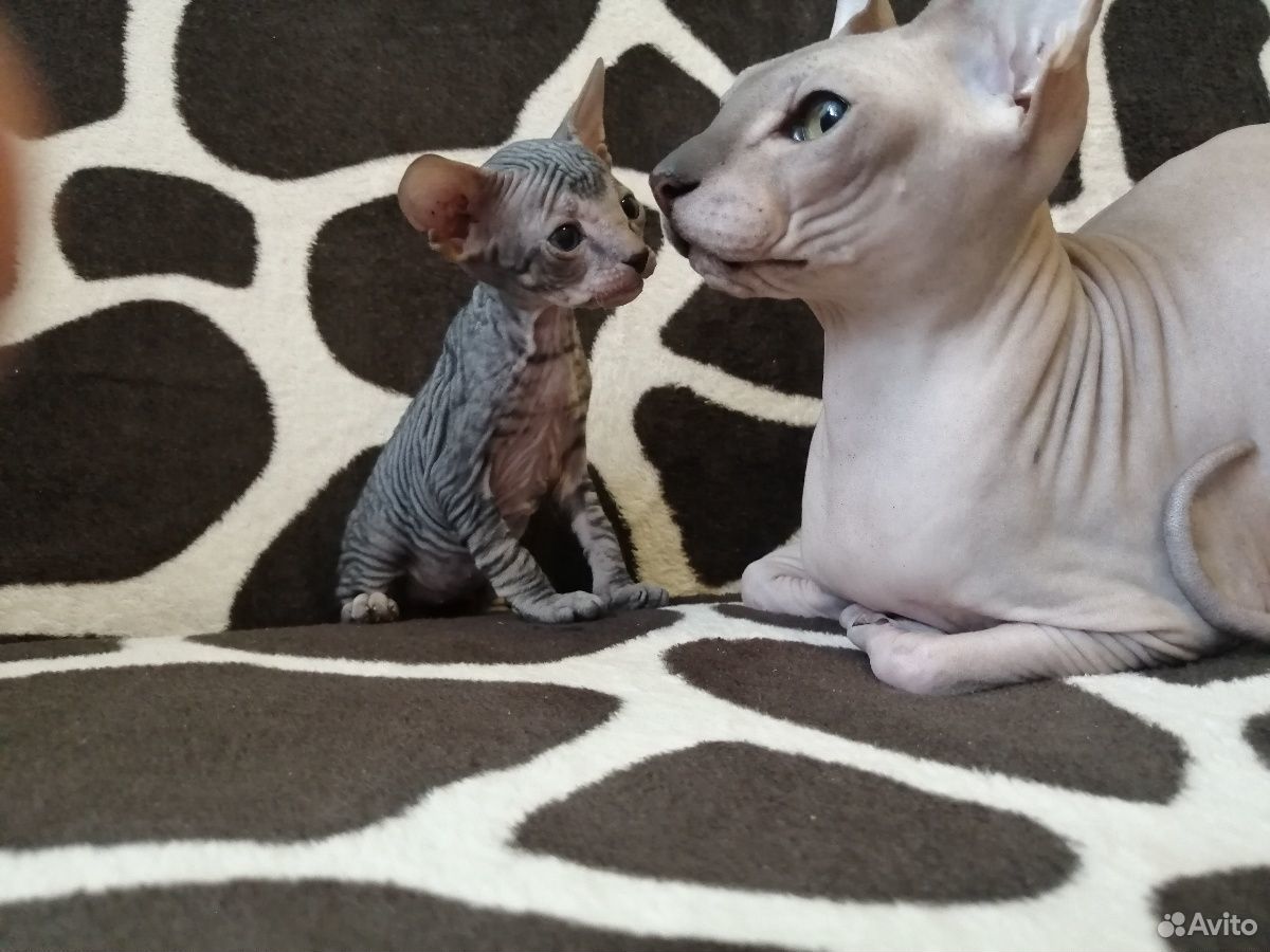 Донской сфинкс