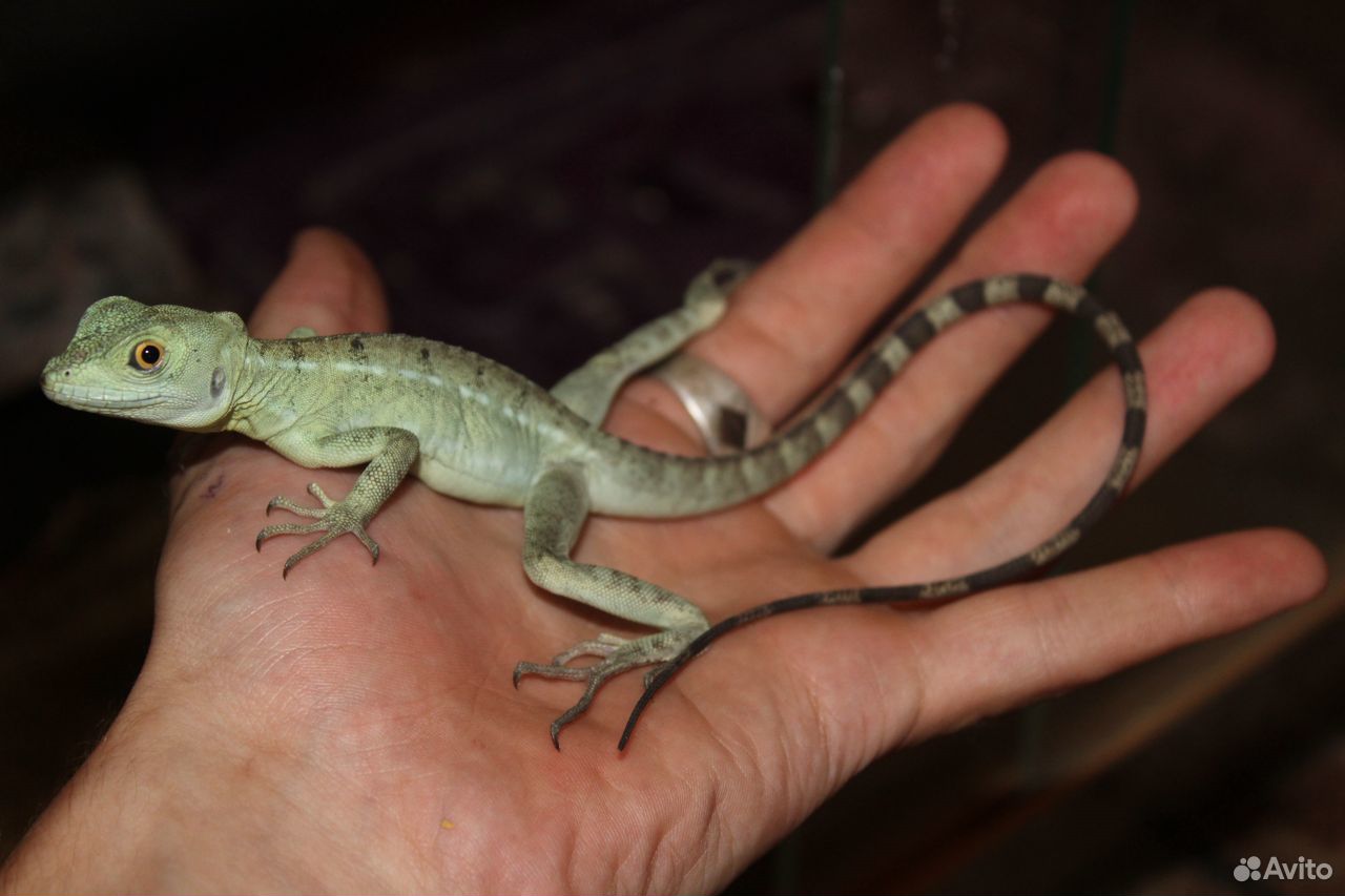 Василиск шлемоносный