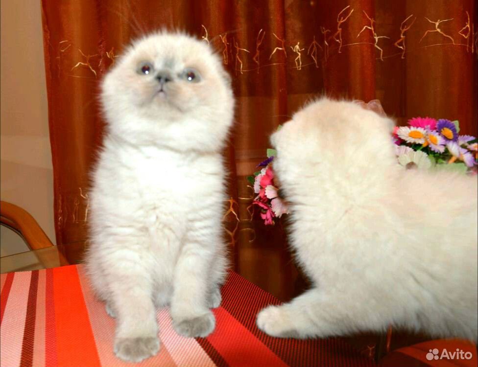 Шотландские Супер Котята,Колорики, Очаровашки