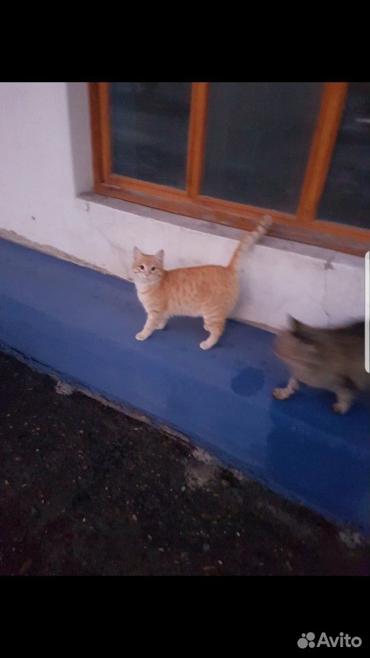 Котята подроски