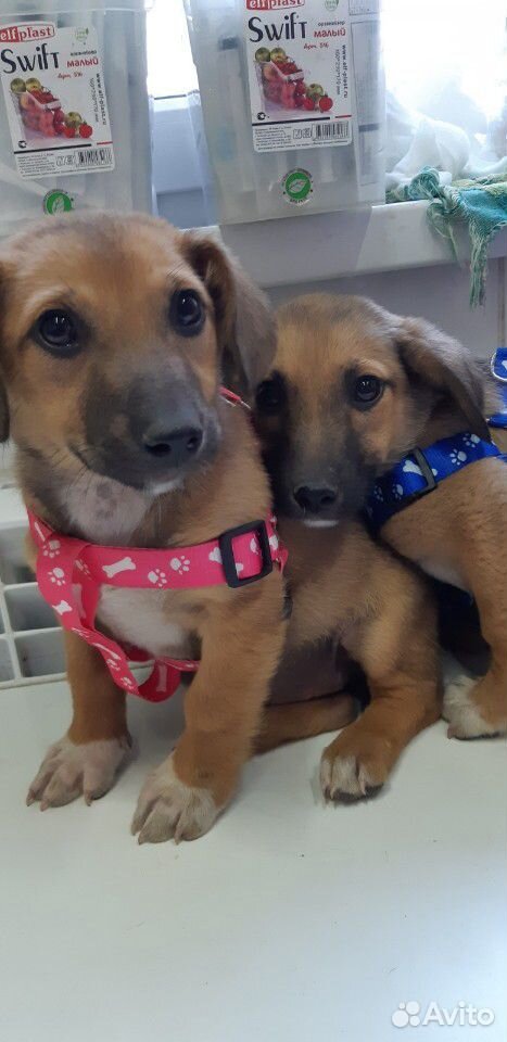 Две коротколапые сестрички ищут Семью