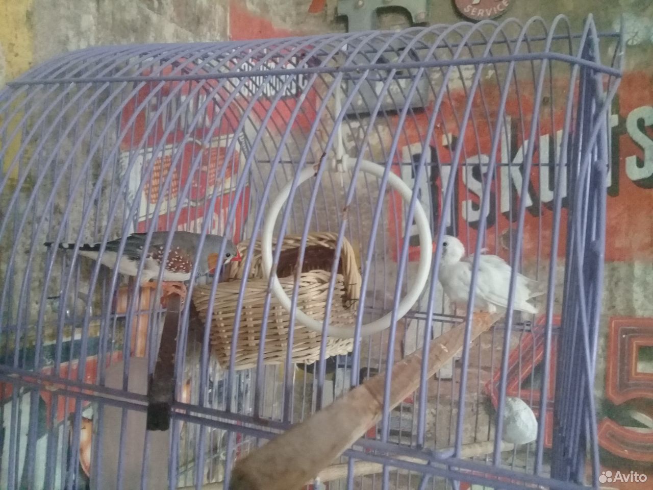 Отдам в хорошие руки пару тигровых амадин. Мальчик