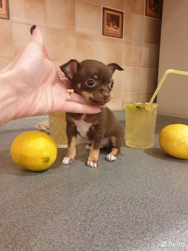 Чихуахуа мини