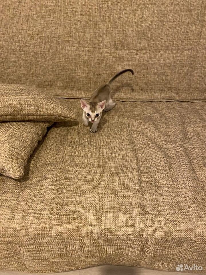 Котенок сингапурский мальчик