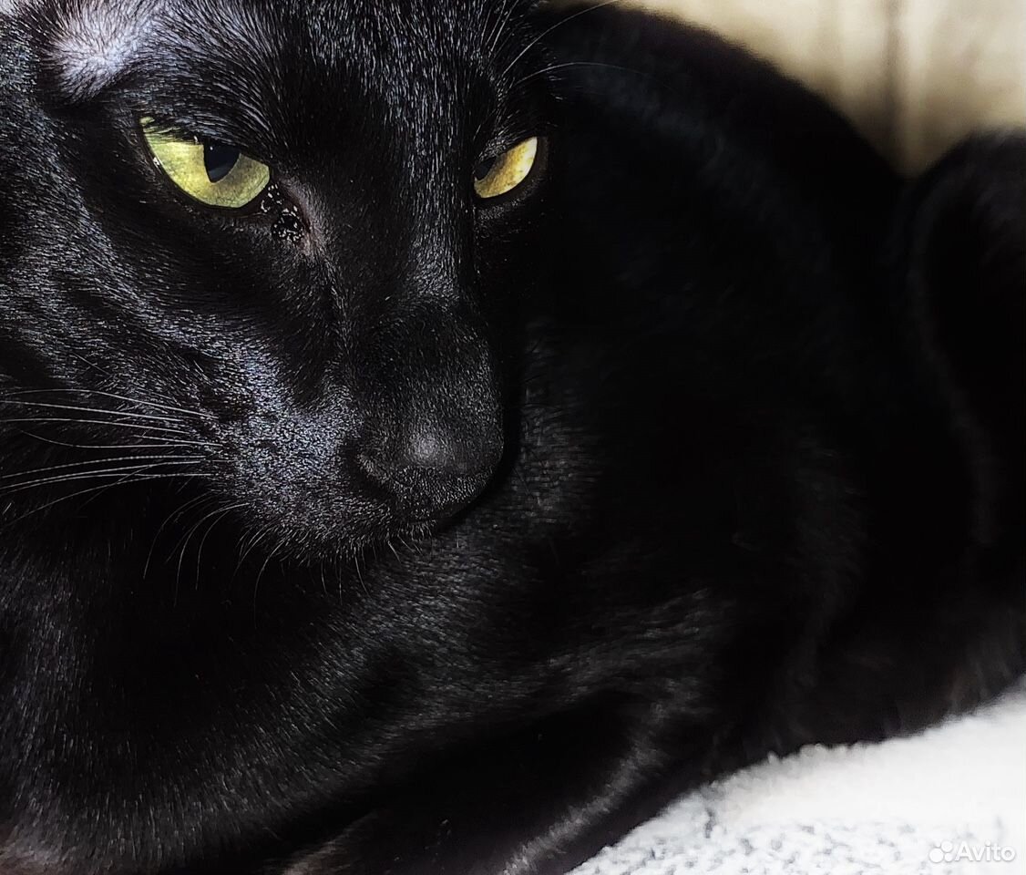 Ориентальная