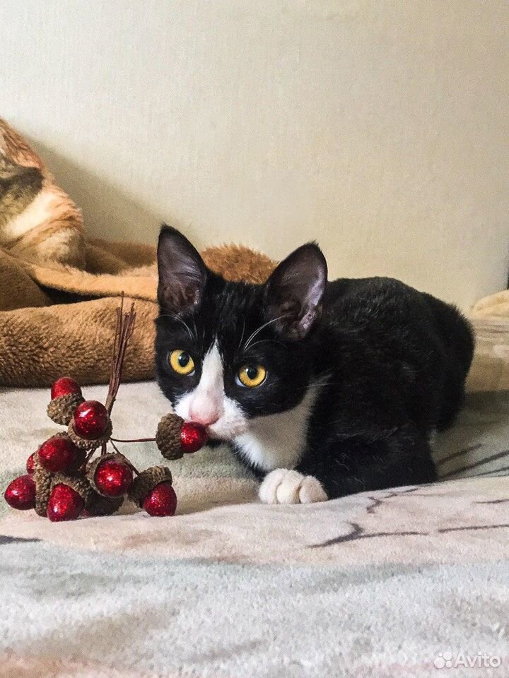 Кошечка-подросток