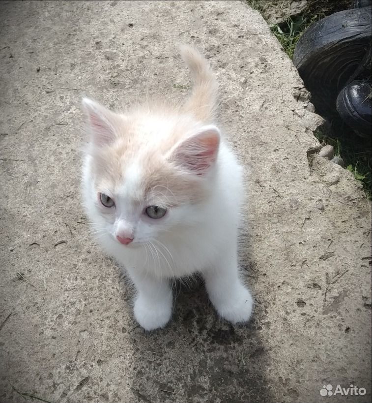 Отдам котенка от кошки-мышеловки