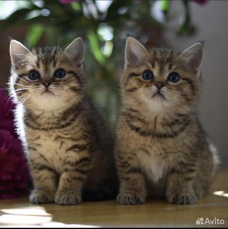 Шотландские котята