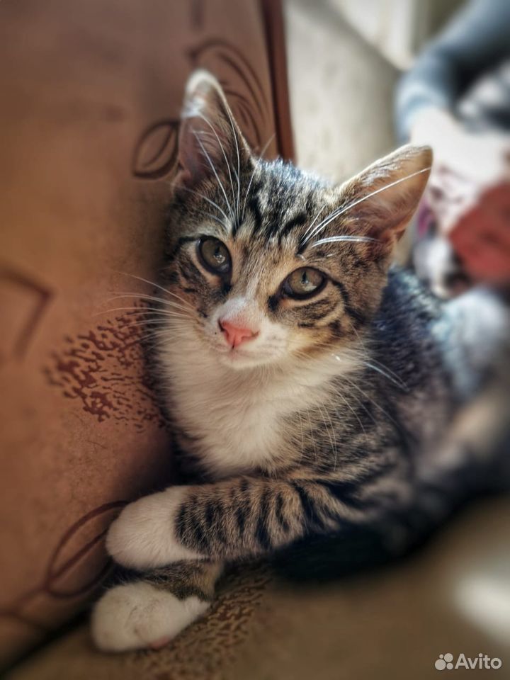 Уютный малыш Василек