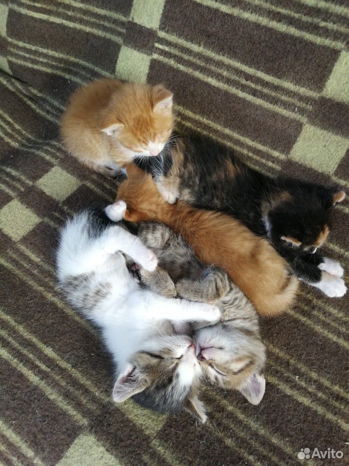 Отдам котят
