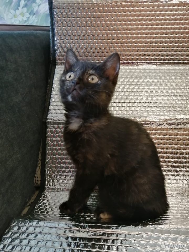 Котёнок в добрые руки