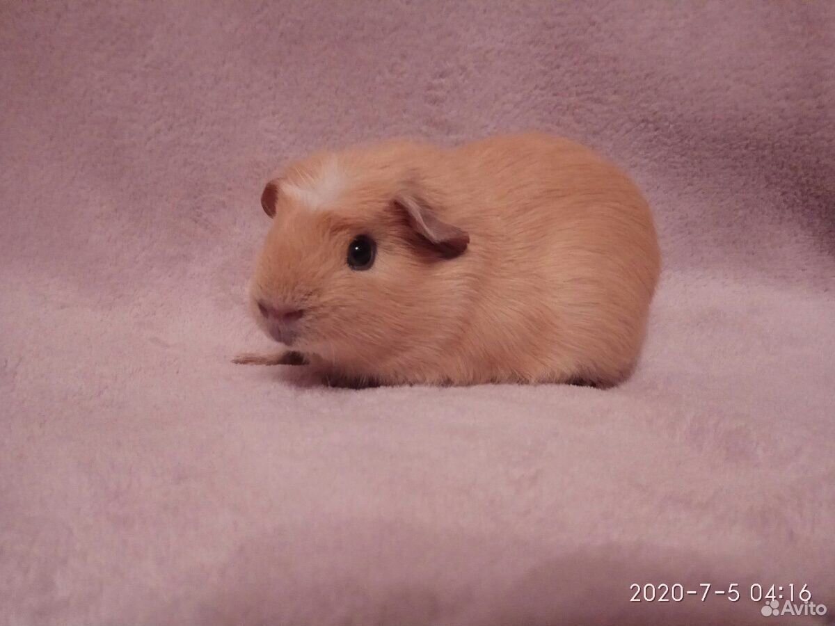 Морские свинки породы крестед