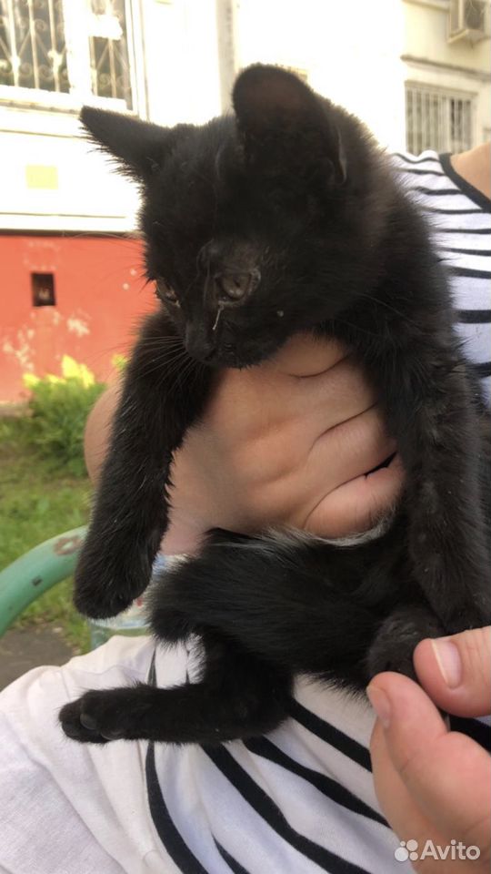 Котёнок