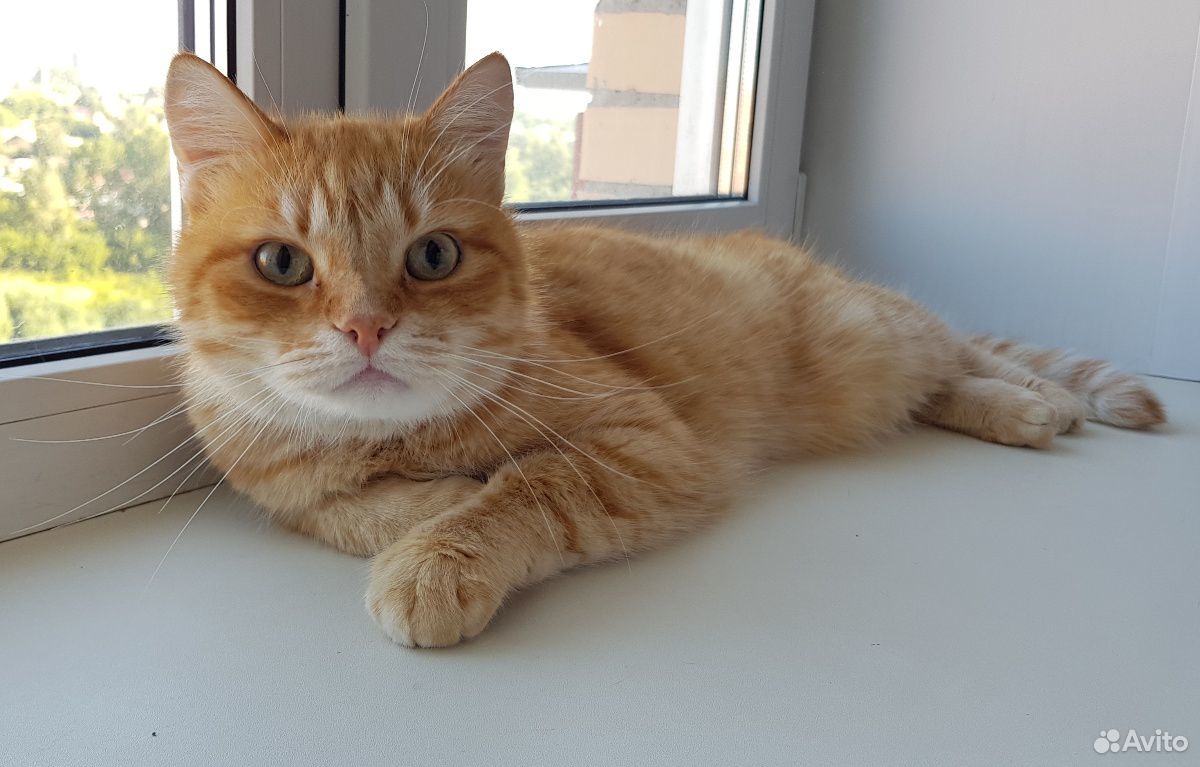 Кошка