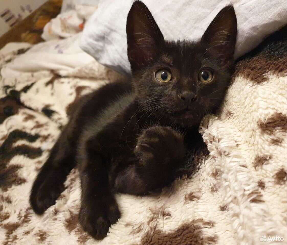 Котик Барсик,Кошечка Балерина