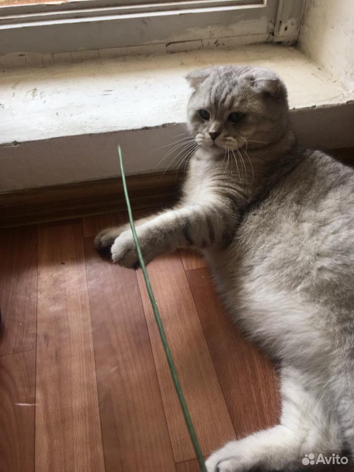 Шотландский кот