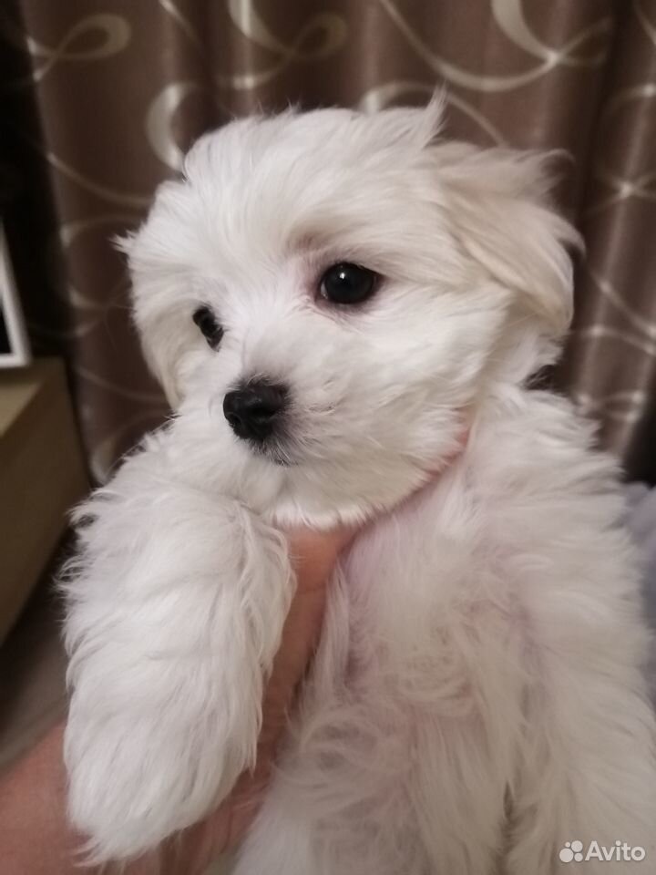 Мальтийская болонка