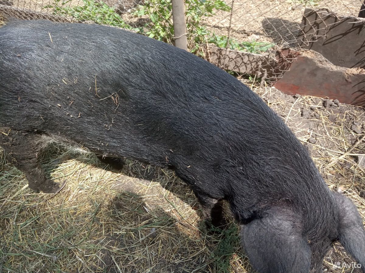 Венгерская мангалица