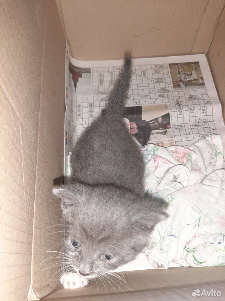Котенок