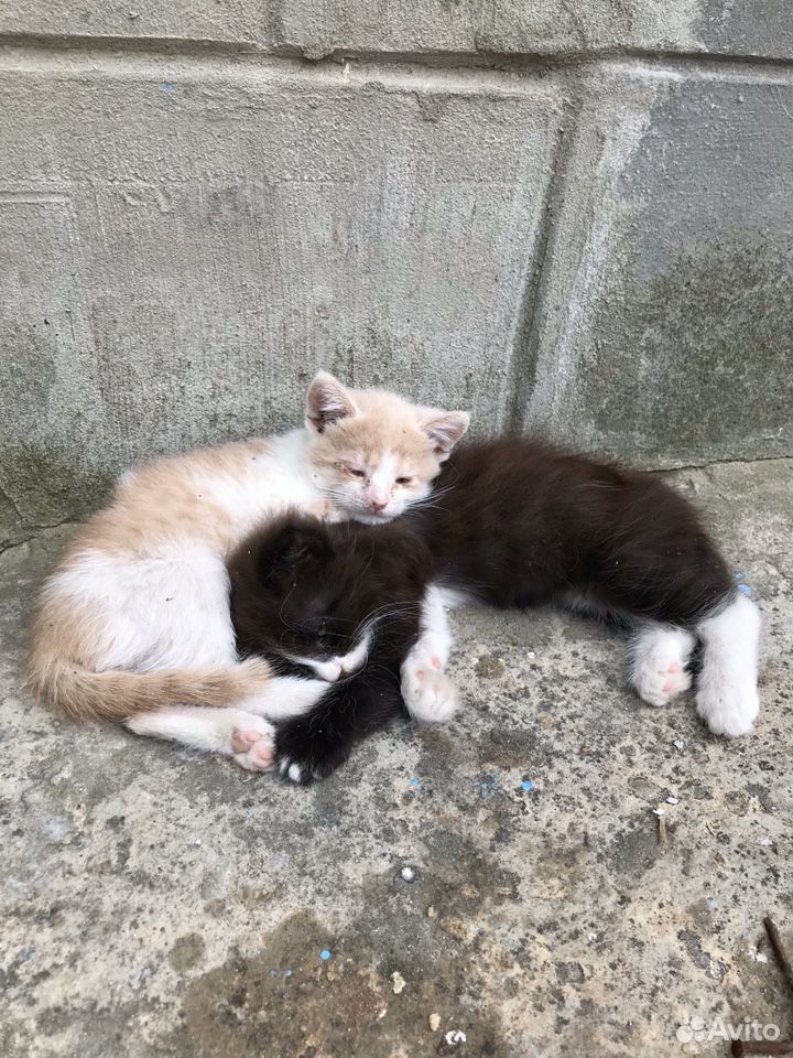 Котята