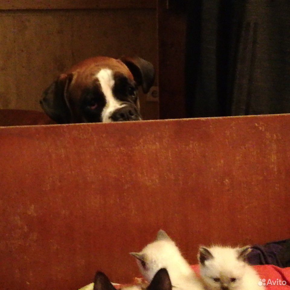 Катята сиамцы