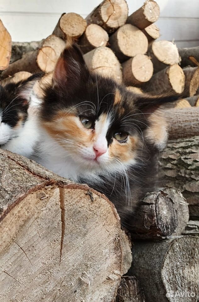 Обученные красавцы котята исключительно в хорошие