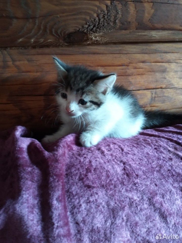 Кошка-девочка,2мес