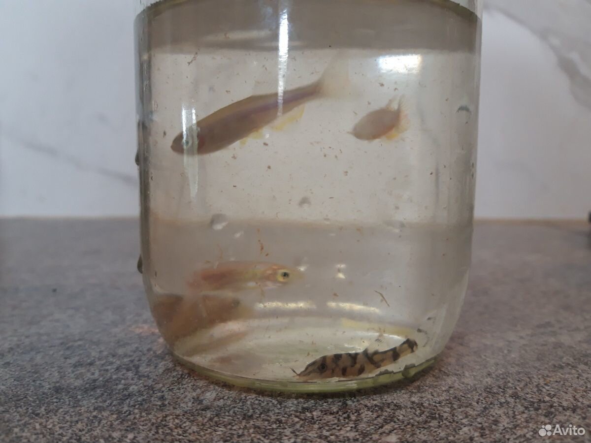 Коралл балянус