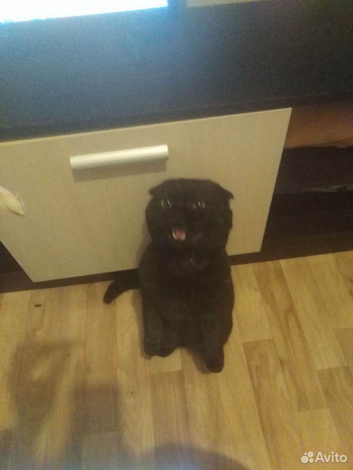 Маленькие пушистики