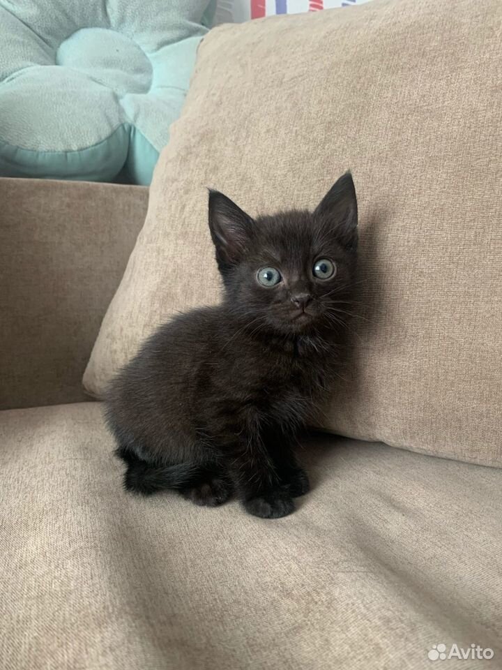 Милашка Беня ищет дом