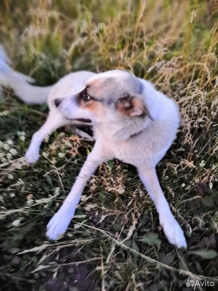 Метис чешского волчака в добрые руки