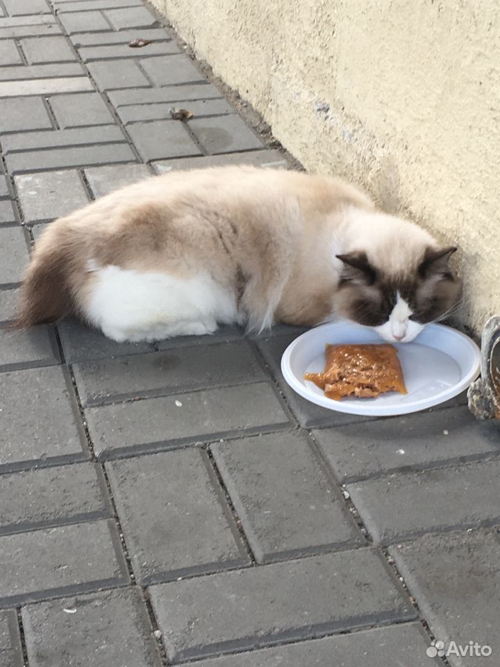 Кошка регдолл у дома