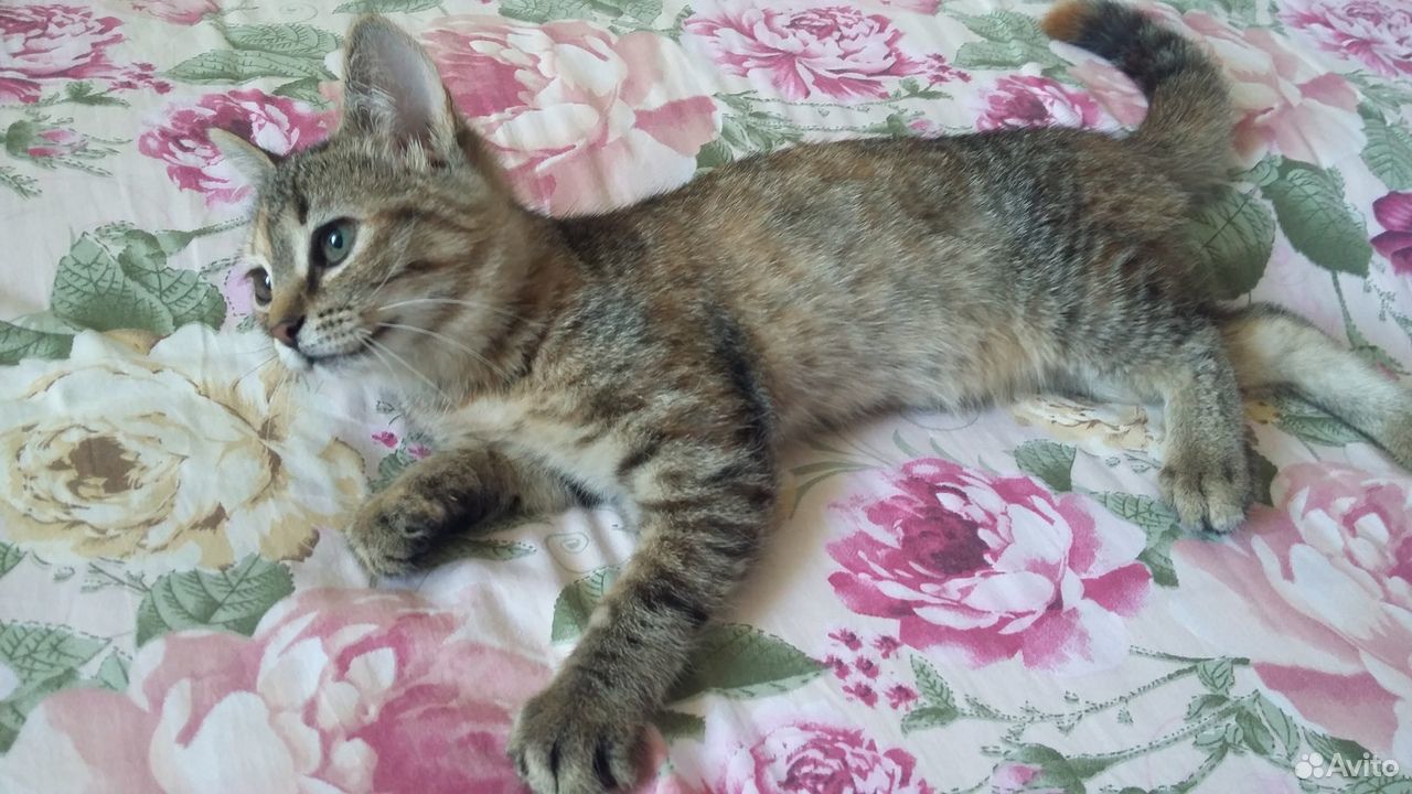 Котенок ищет друзей