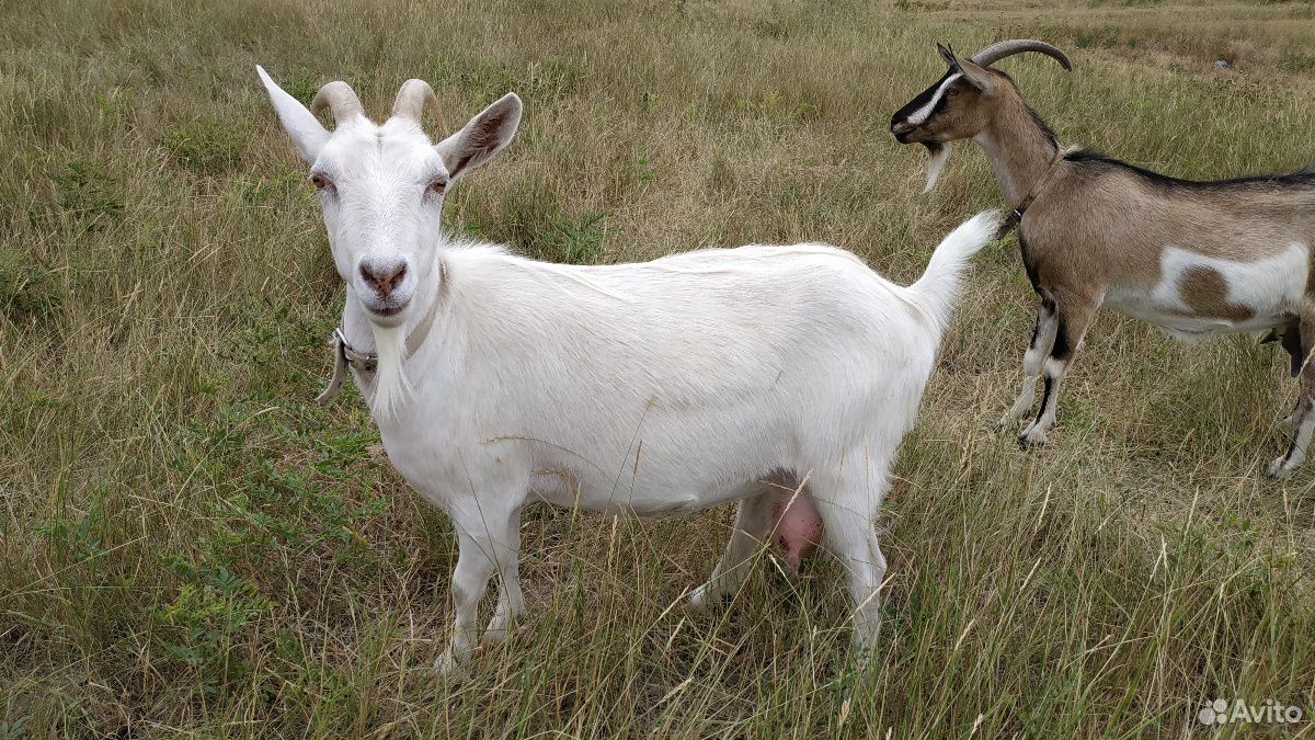Дойные козы и козочки от молочных коз