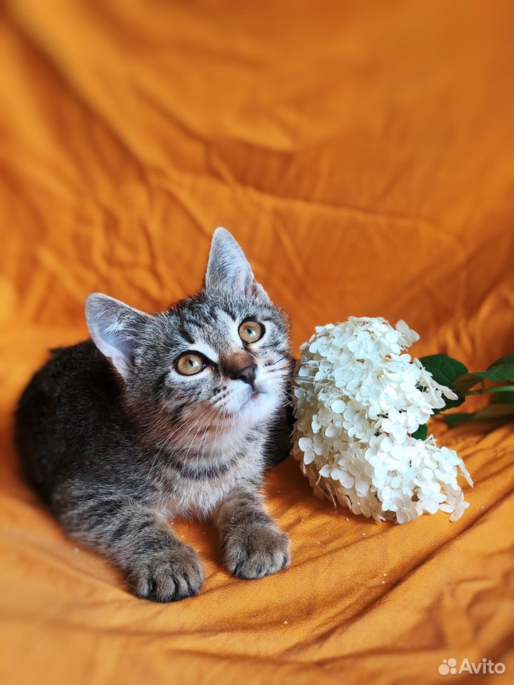 Котёнок Энерджайзер ищет дом