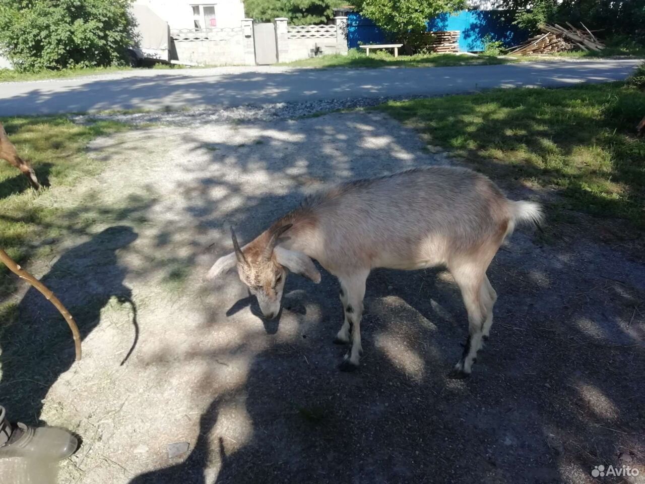 Коза