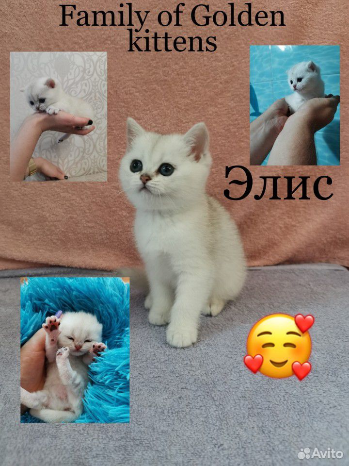 Британская шиншилла, девочка очень красивая