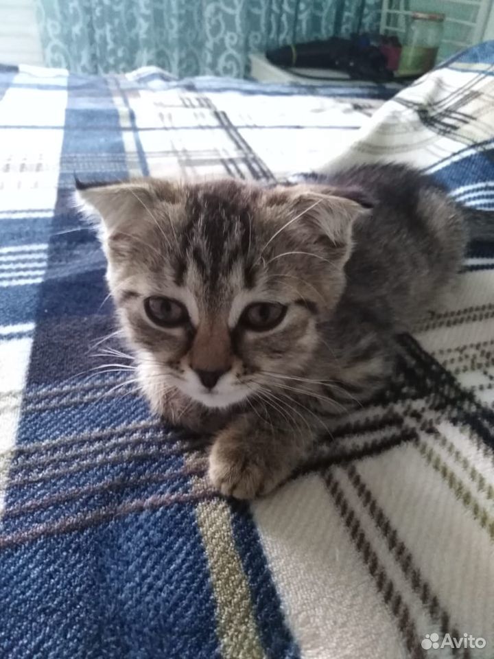 Котенок