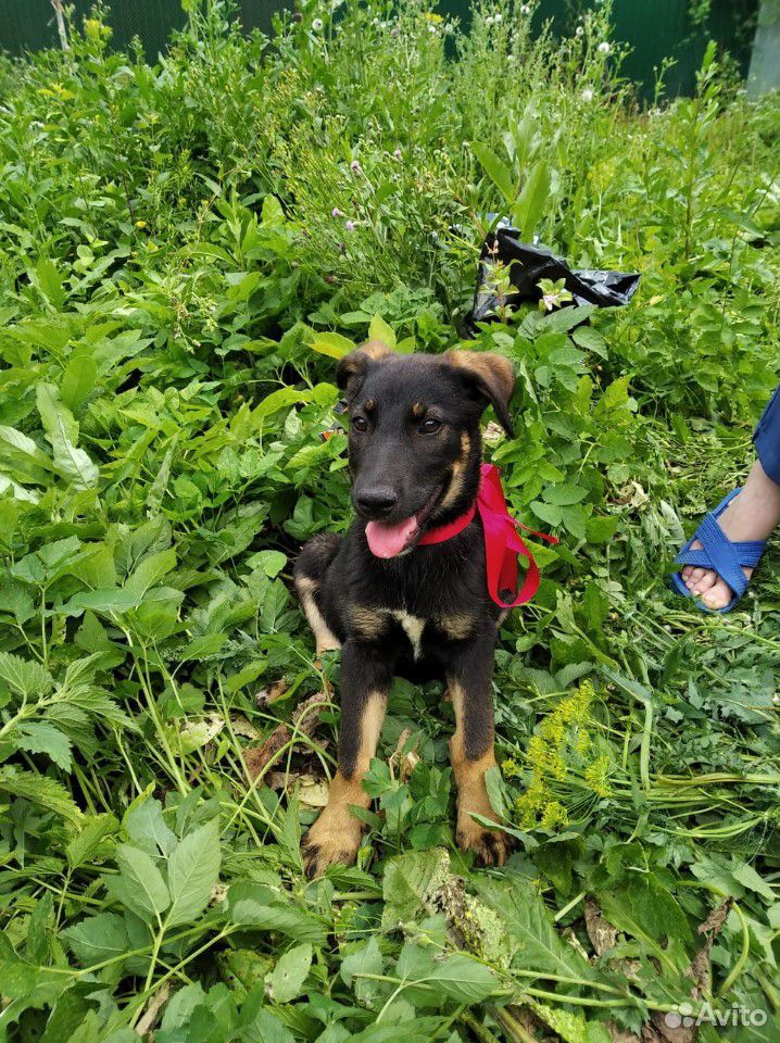 Собакакобелек