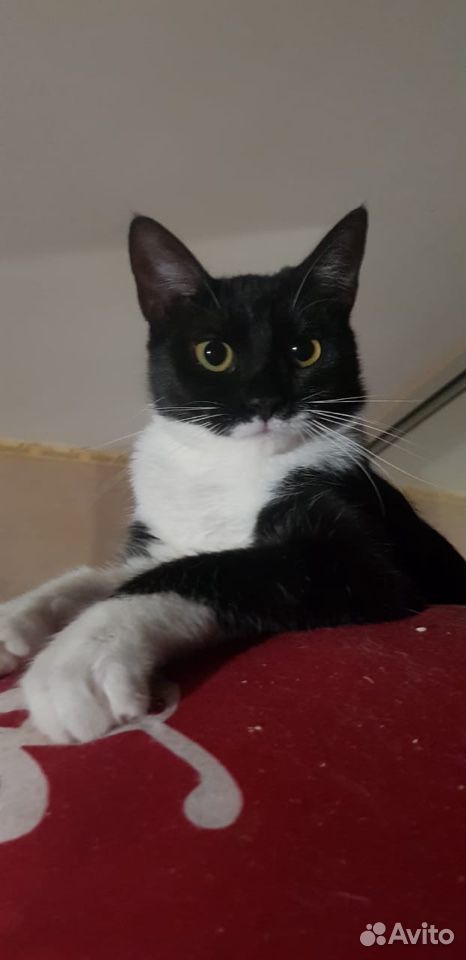 Котёнок Сима 6 мес ищет дом