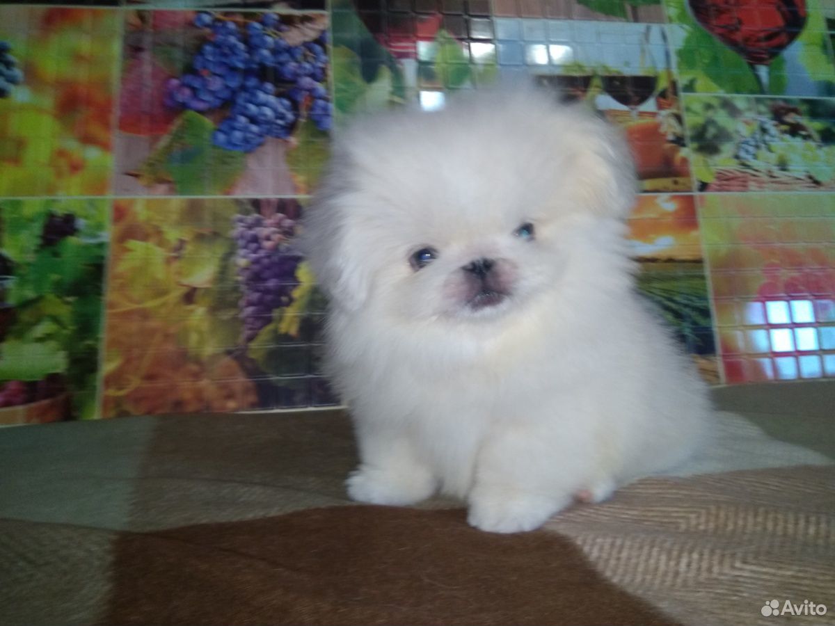 Пекинес, мальчик мини